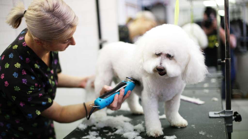 Lush Puppies – dog grooming salon