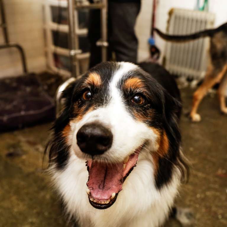 Lush Puppies – dog grooming salon